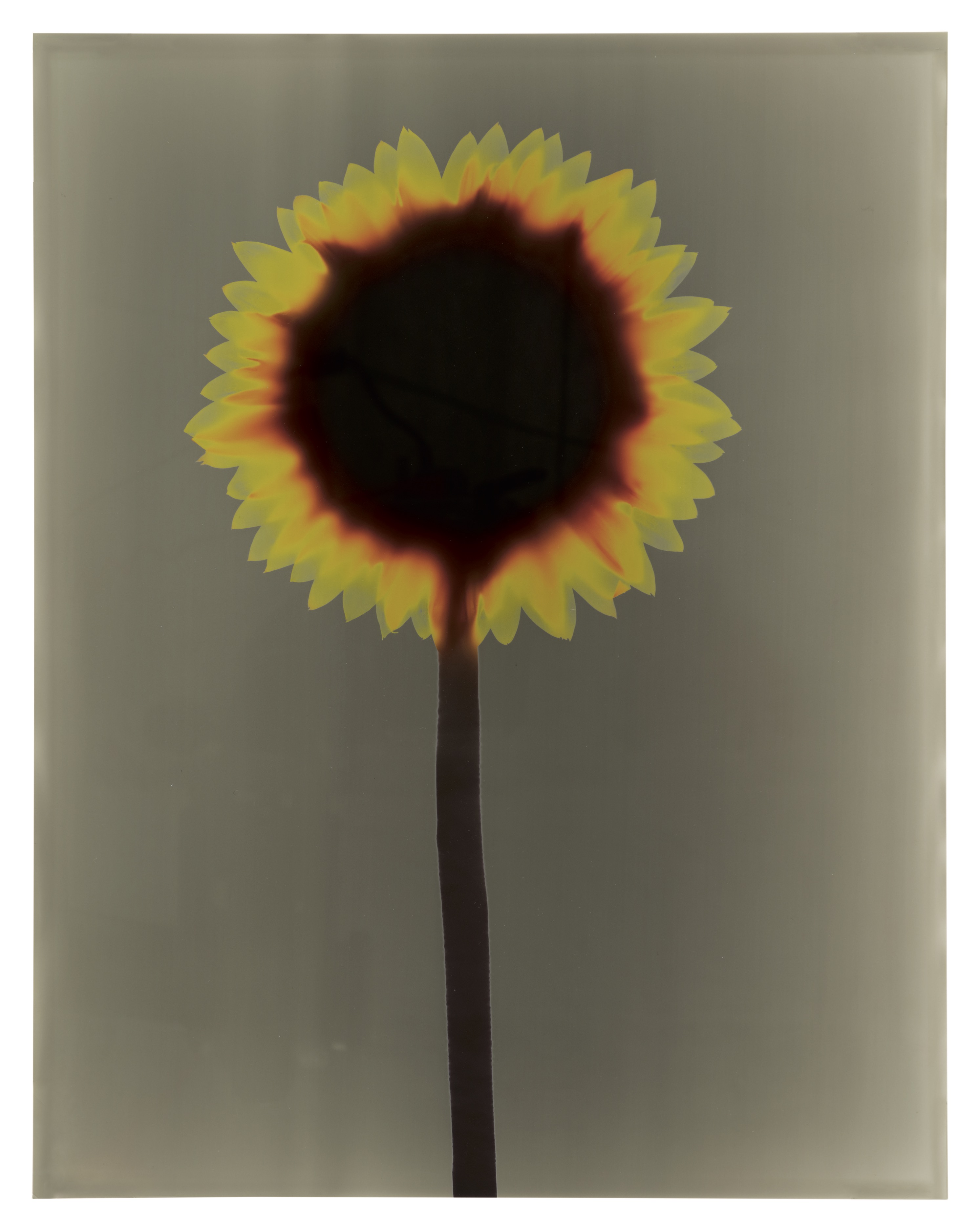 Adam Fuss | Art for Sale, Results & Biography | Sotheby’s