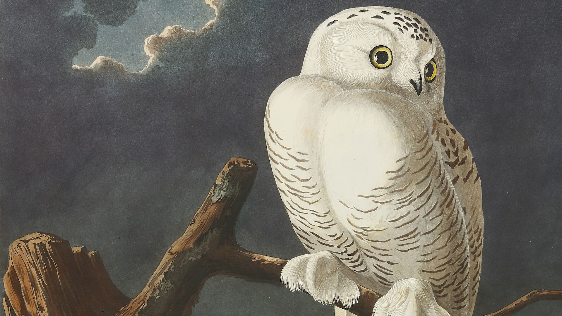 How Audubon’s Birds of America Changed Natural History | Expert Voices ...