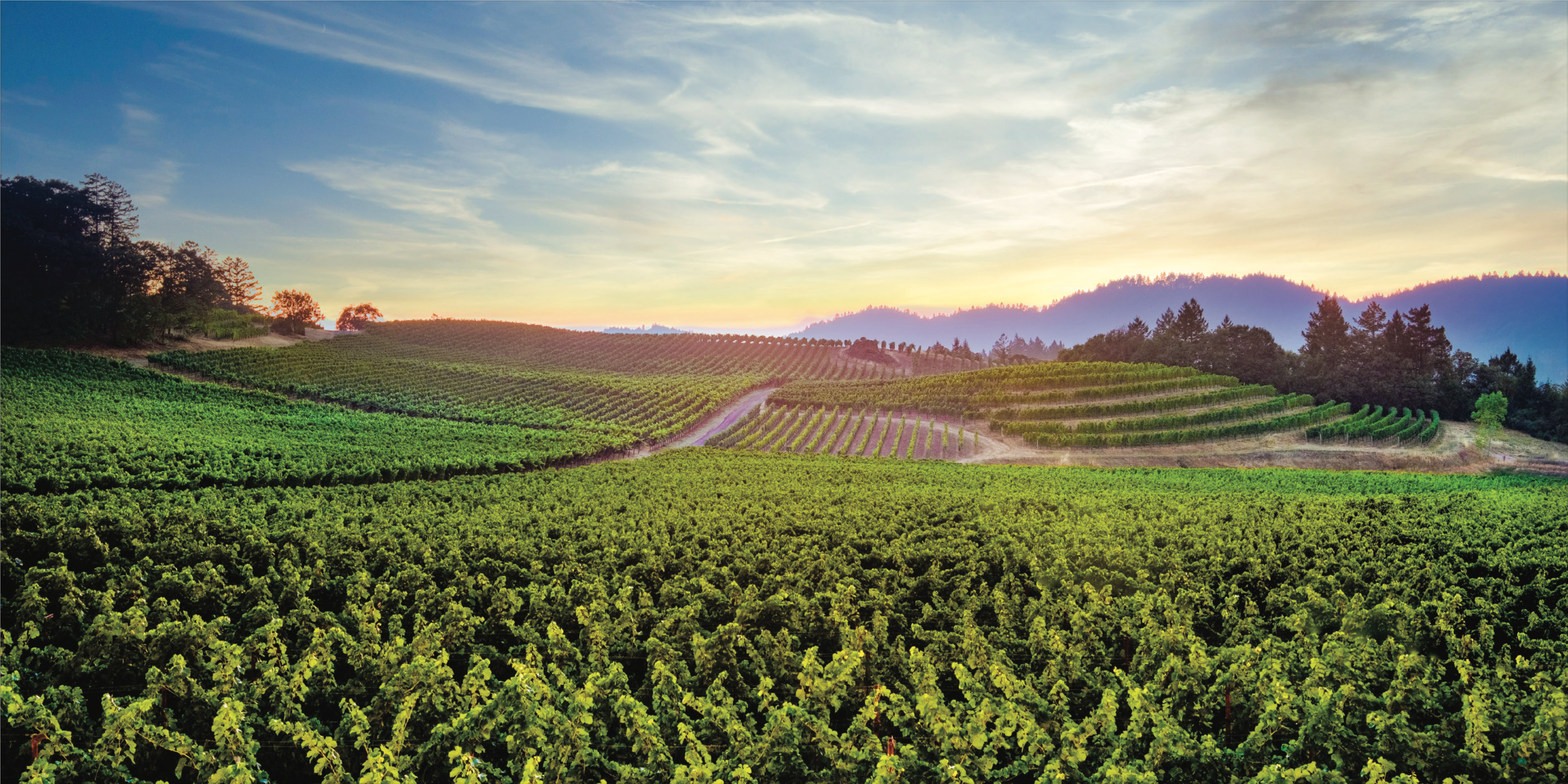 45 Years of Giving: Auction Napa Valley Reconvenes for a Celebratory ...