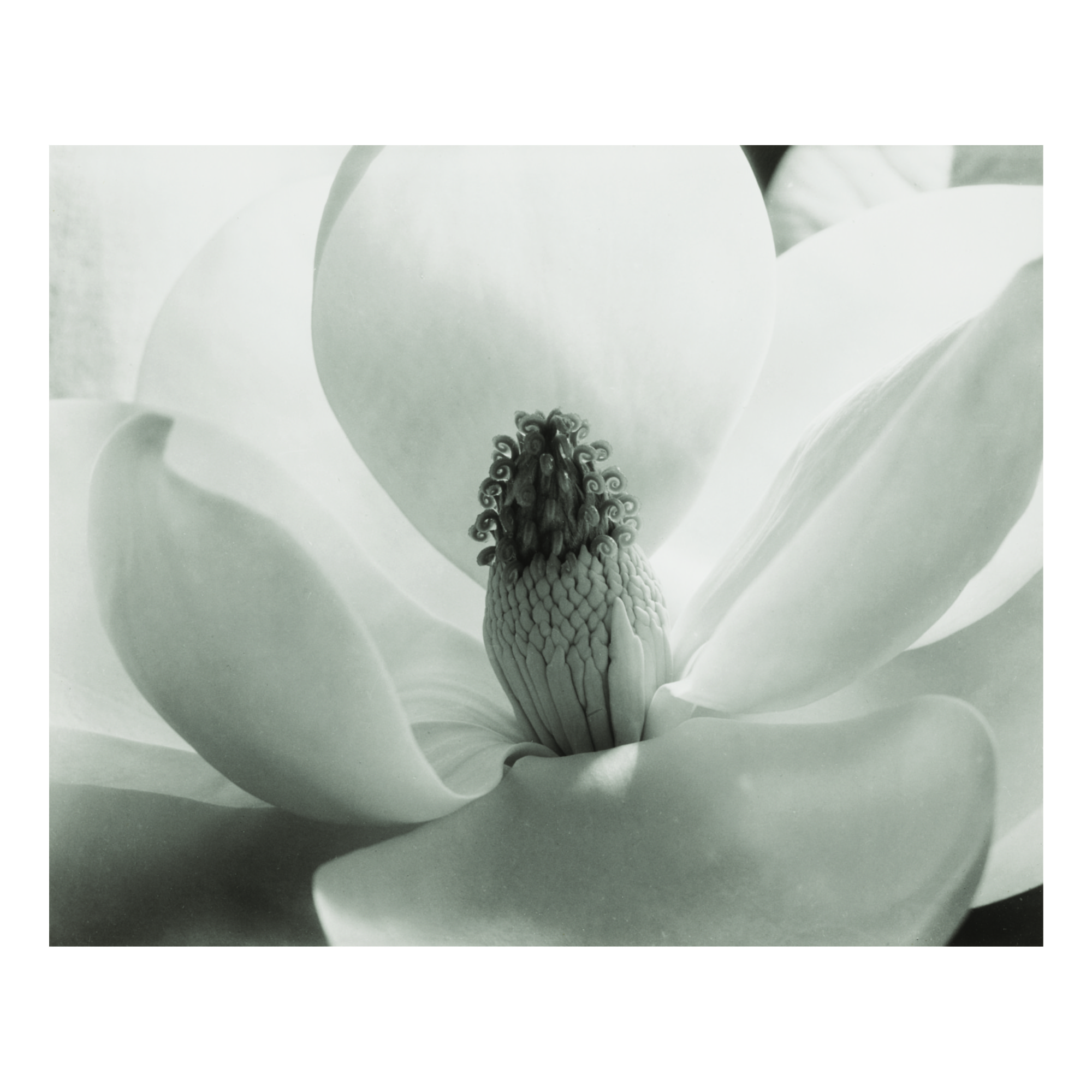 Imogen Cunningham | Art, Biography & Art for Sale | Sotheby’s