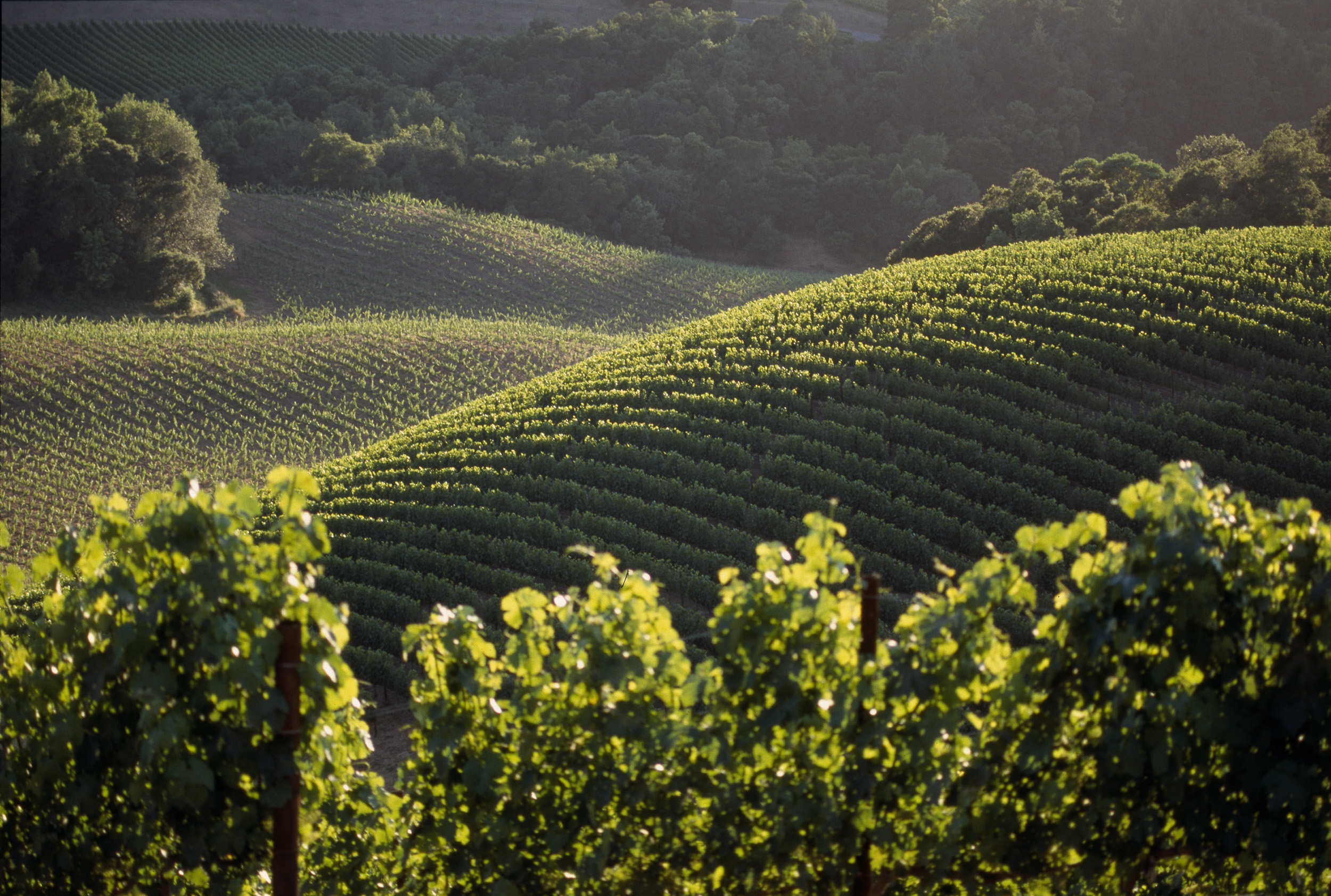 4 Highly-Rated Harlan Estate Vintages To Try | Wine | Sotheby’s